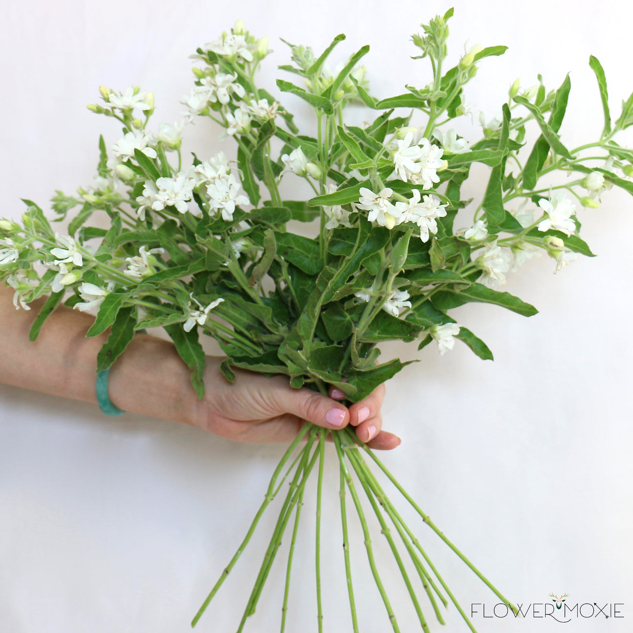 White Tweedia Flower | DIY Wedding Flowers | Flower Moxie