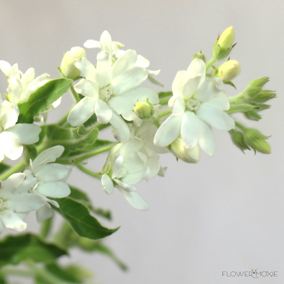 White Tweedia Flower | DIY Wedding Flowers | Flower Moxie