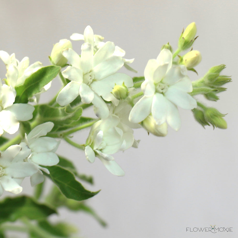 Tweedia Bulk Wedding Flowers | DIY Wedding Flowers – Flower Moxie