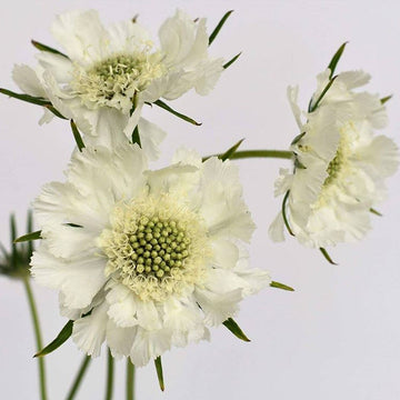 White Scabiosa Flower | DIY Wedding Flowers | Flower Moxie