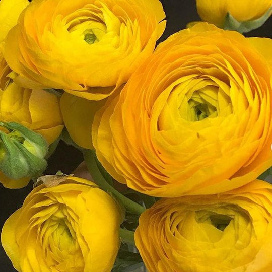 Yellow Ranunculus | Bulk Fresh DIY Wedding Flowers | Flower Moxie