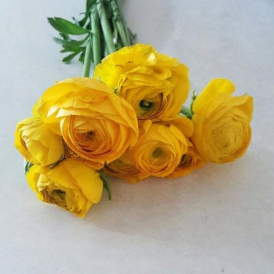 Yellow Ranunculus | Bulk Fresh DIY Wedding Flowers | Flower Moxie