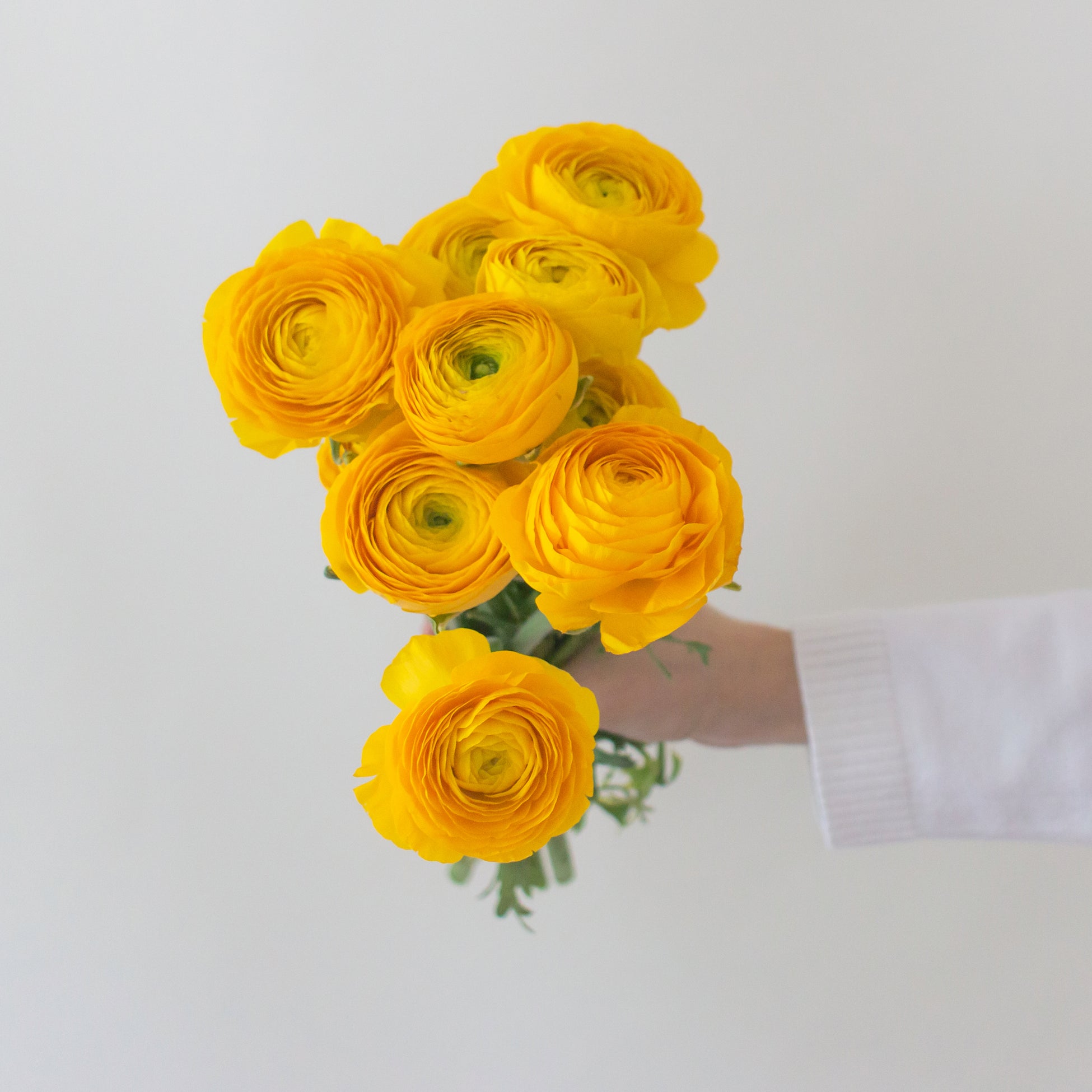 Yellow Ranunculus | Bulk Fresh DIY Wedding Flowers | Flower Moxie